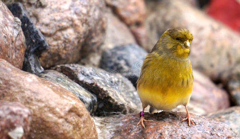 Oiseaux Et Animaux Exotiques Jaunes Canari De Gloster Dans La Faune ...