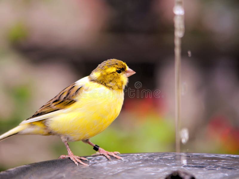 Oiseau Jaune Canari Jaune Dans La Vasque Photo stock - Image du fermer ...