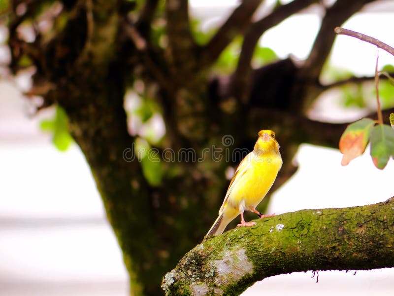 Oiseau Jaune Canari Jaune Sur La Branche D'arbre Photo stock - Image du ...