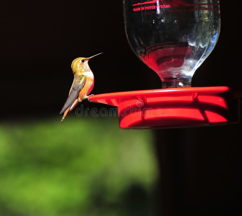 Oiseau minuscule image stock. Image du minuscule, colibri - 11004279