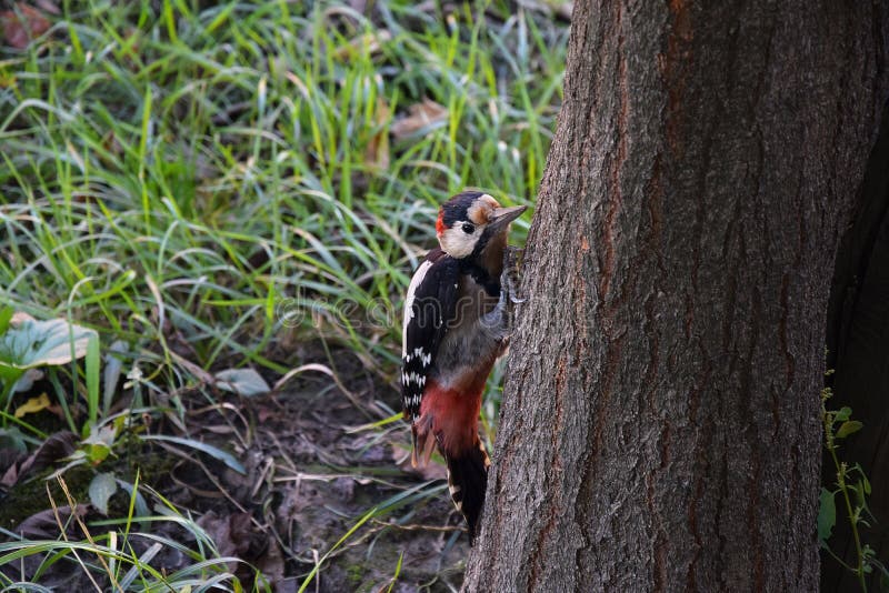Oiseau multicolore image stock. Image du sauvage, noir - 32197085
