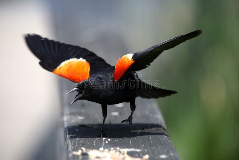 Un Oiseau Noir à Ailes Rouges Image stock - Image du jaune, ressort ...