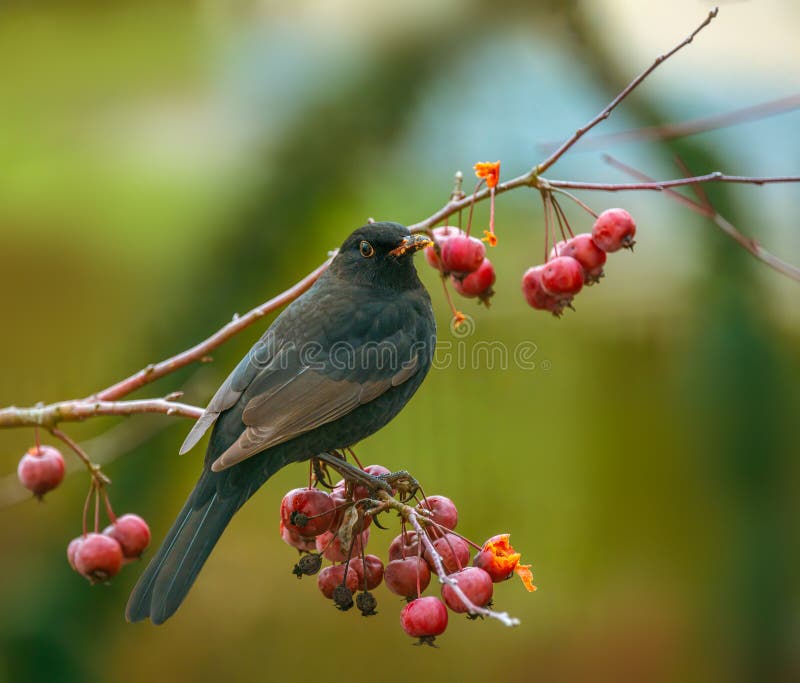 Oiseau Noir Assis Dans Un Pommier Photo stock - Image du faune, hiver ...