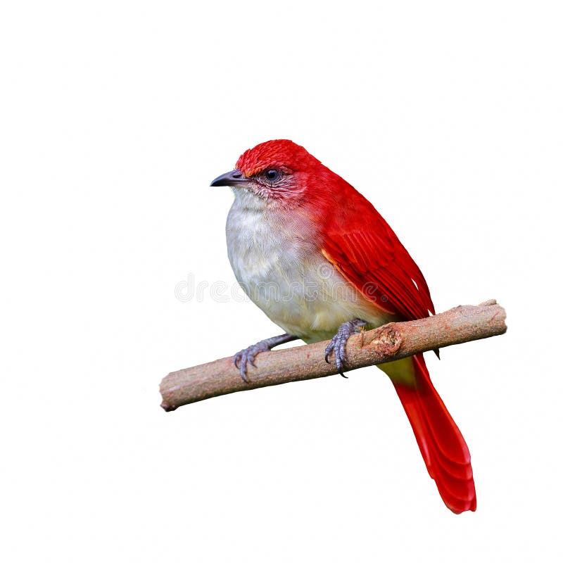 Oiseau Rouge D'isolement Sur La Branche Image stock - Image du ...