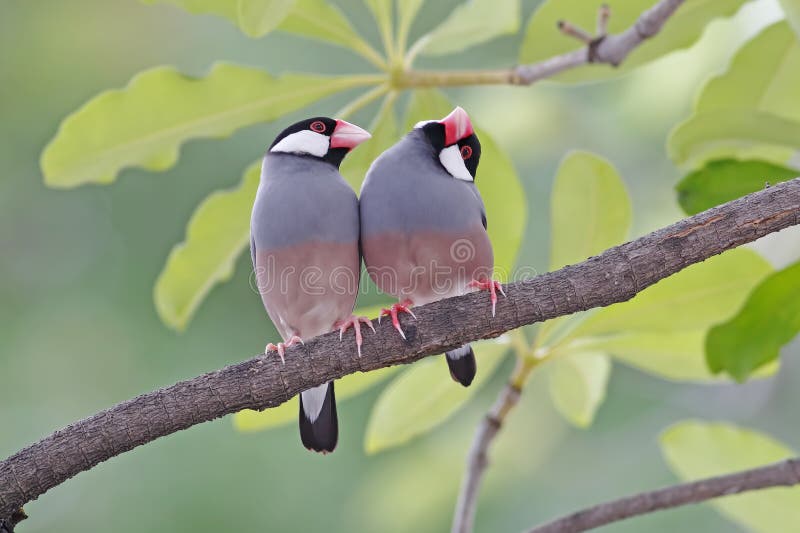 Femelle D'oryzivora De Lonchura De Pinson De Java De Moineau De Java ...