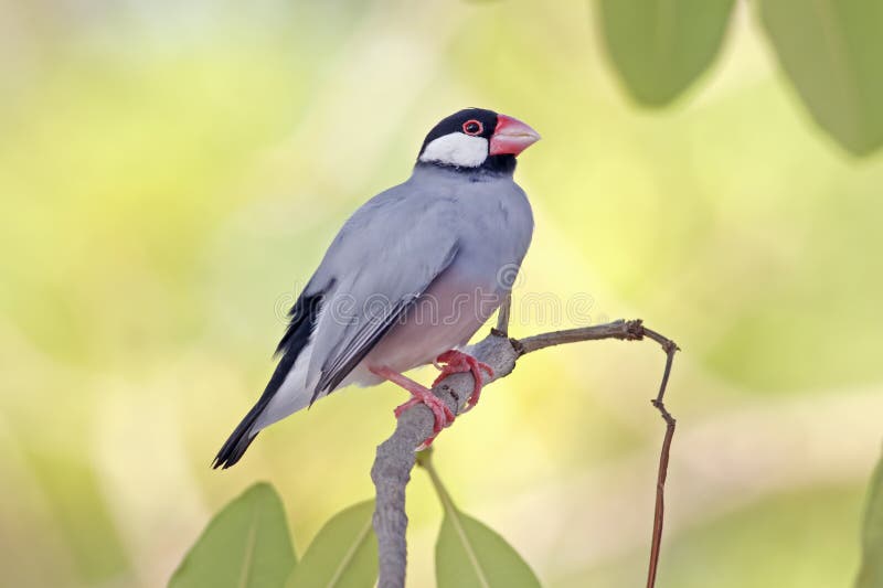 Femelle D'oryzivora De Lonchura De Pinson De Java De Moineau De Java ...