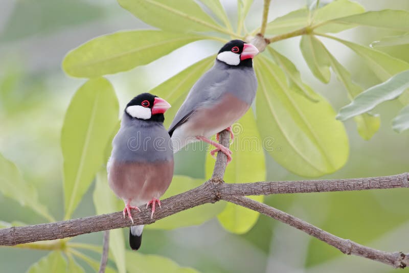 Femelle D'oryzivora De Lonchura De Pinson De Java De Moineau De Java ...