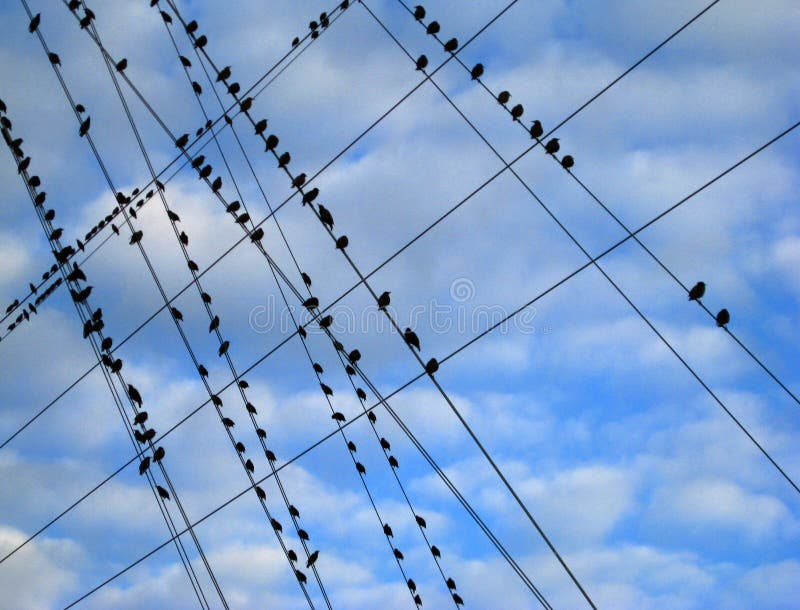 Oiseaux sur un fil photo stock. Image du angles, intersection - 12596810