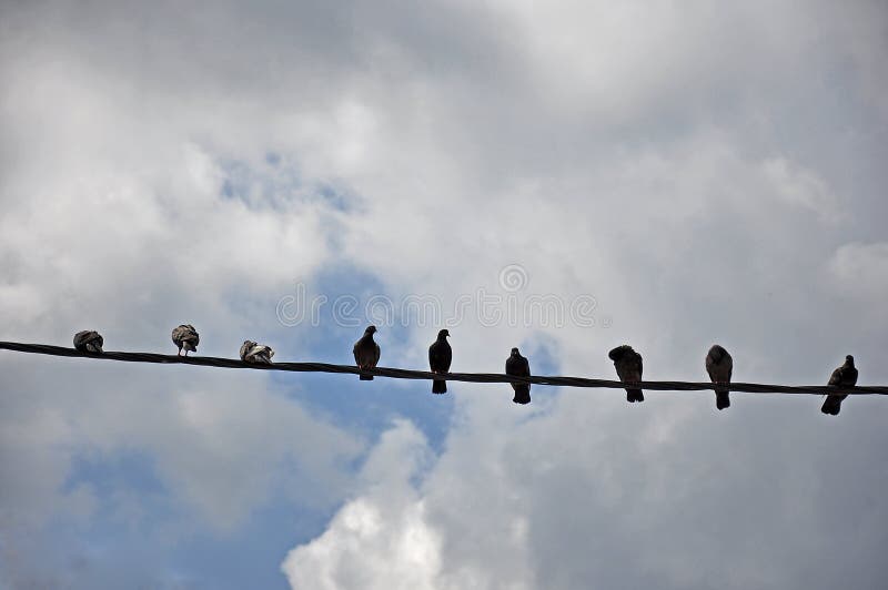 7,174 Oiseaux Sur Un Fil Photos libres de droits et gratuites de Dreamstime