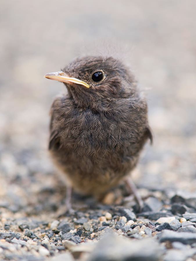 Oisillon de merle photo stock. Image du faune, petit - 35634868