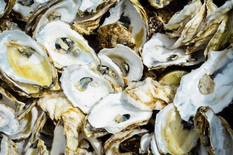 Oister shells - leftovers stock photo. Image of massachusetts - 58851370
