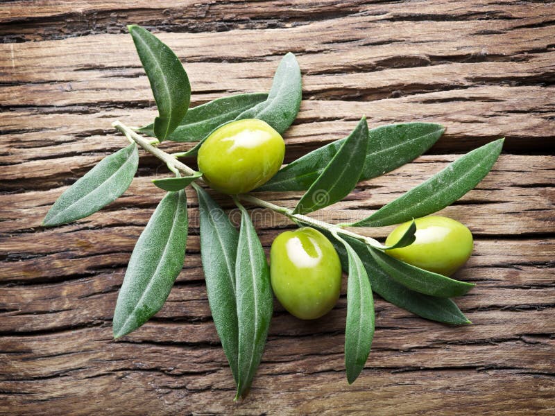 Oive twig. stock photo. Image of twig, ripe, vegetable - 56905186
