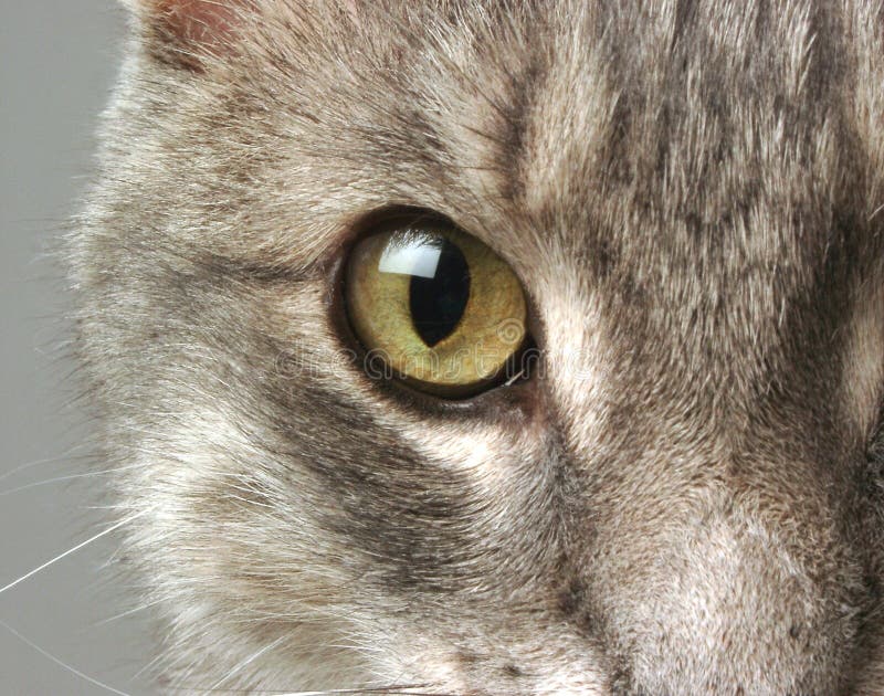 Ojo de gato foto de archivo. Imagen de primer, mascota - 250362