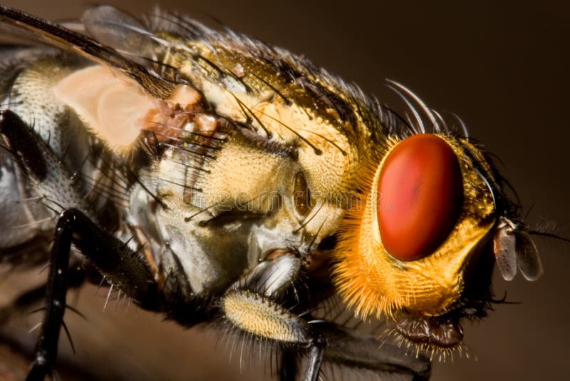 Macro De La Mosca Del Insecto Imagen de archivo - Imagen de cierre ...