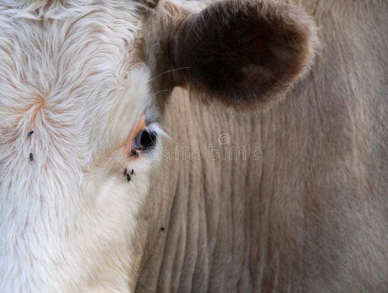 Ojo de la vaca foto de archivo. Imagen de ojos, vaca - 38262074