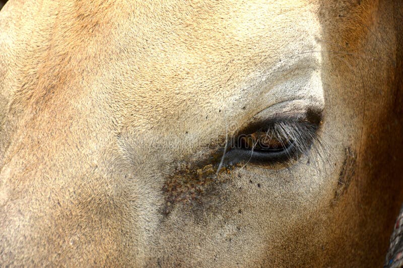 Ojo de la vaca foto de archivo. Imagen de ganado, divertido - 38261894