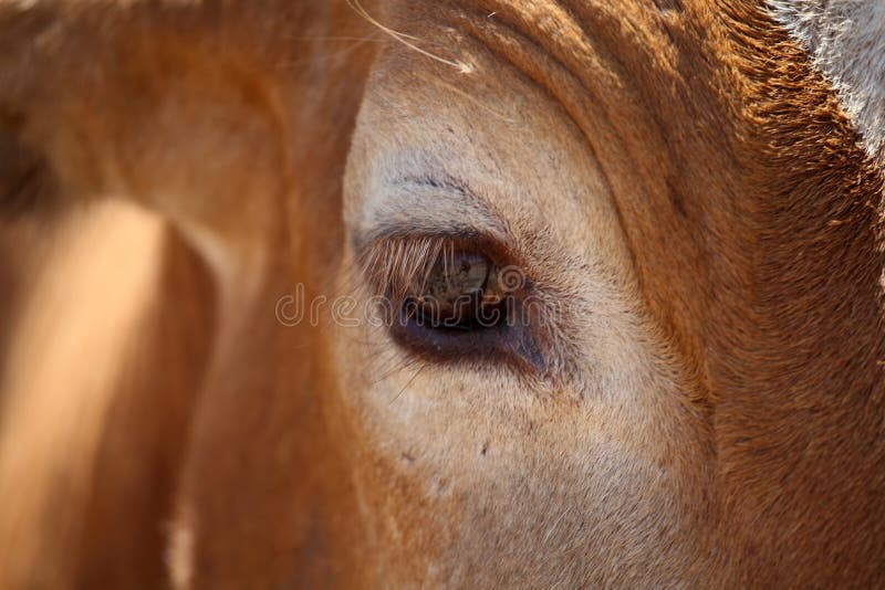 Ojo de la vaca foto de archivo. Imagen de cubo, granja - 68996888