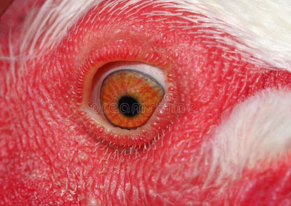 Ojo de un pollo imagen de archivo. Imagen de pollo, poultry - 9126757