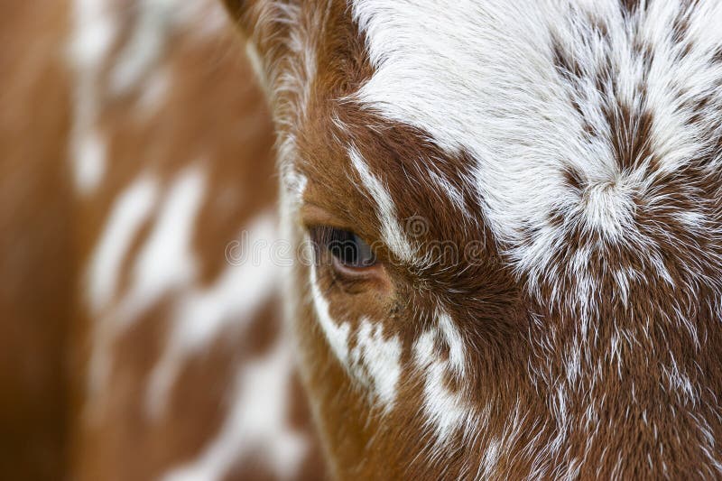Ojo de una vaca imagen de archivo. Imagen de blanco, granja - 32563833