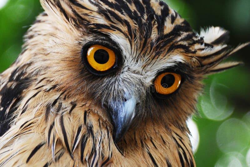 Ojo del buho foto de archivo. Imagen de detalle, buho - 20167278