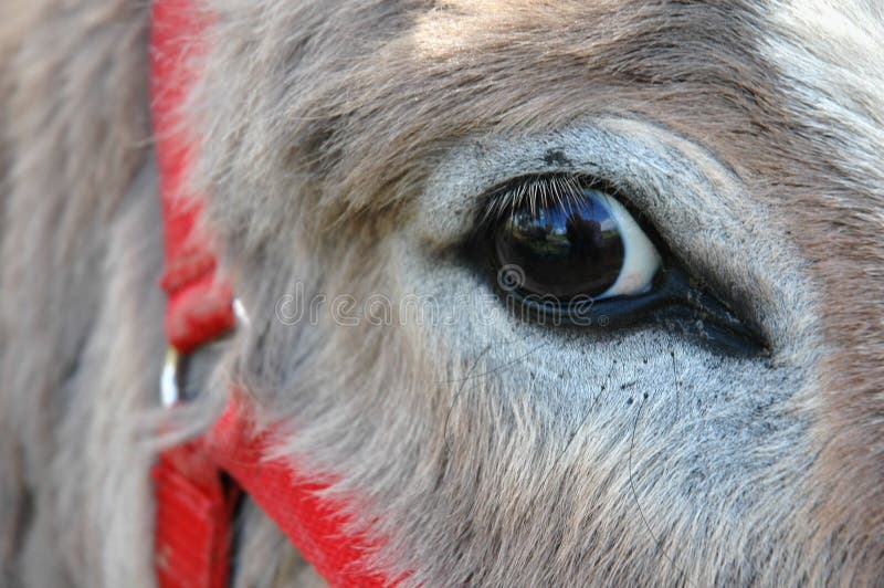 Ojo del burro imagen de archivo. Imagen de yegua, aprovechar - 9222083