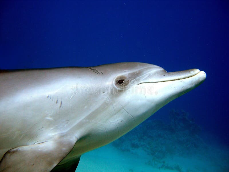 Ojo del delfín foto de archivo. Imagen de triste, otros - 65205218