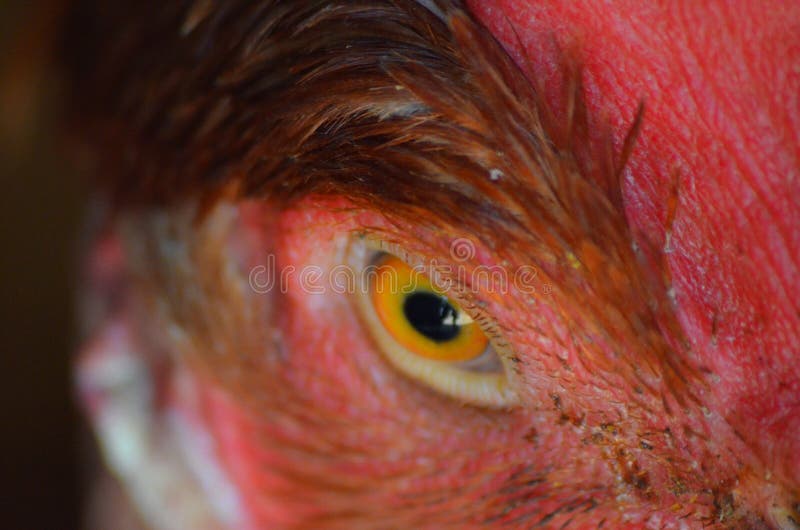 Macro de un ojo del pollo foto de archivo. Imagen de producción - 8564878