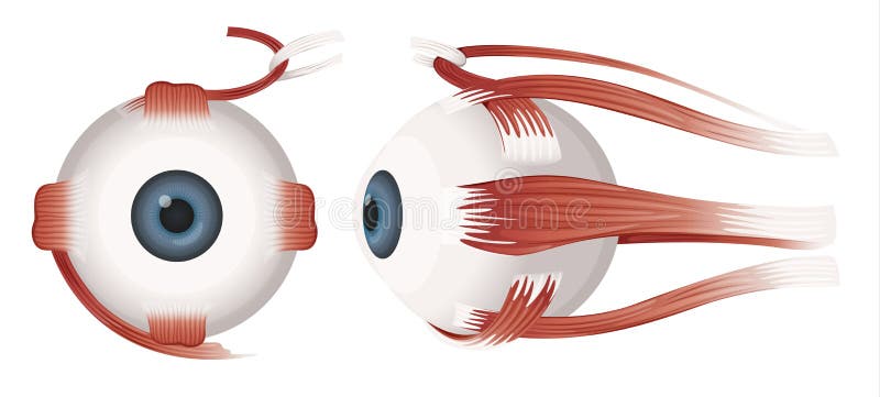 Músculos Extraoculares Del Ojo Humano Stock de ilustración ...