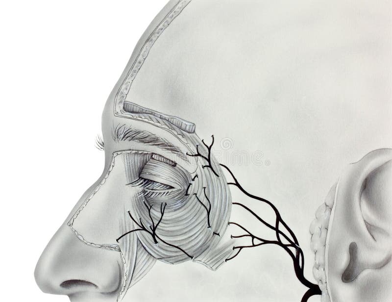 Ojo - Músculos Y Nervios Próximos Foto de archivo - Imagen de vista ...