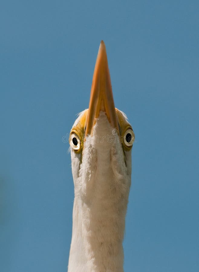 Garza con los ojos rojos foto de archivo. Imagen de negro - 20939842