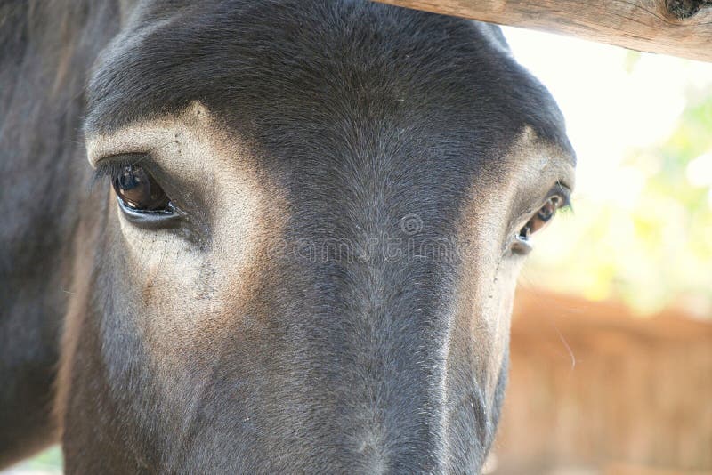 Ojos De Burro. Cierre Detallado Foto de archivo - Imagen de pista, cara ...