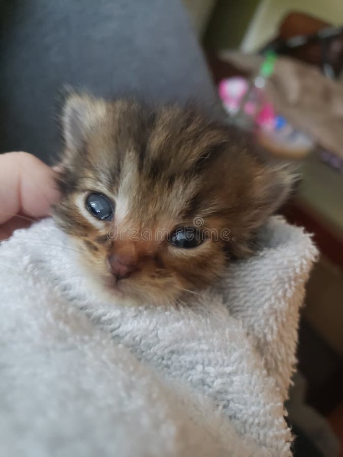 Gatito Con Los Ojos Grandes Foto de archivo - Imagen de purebred, gato ...