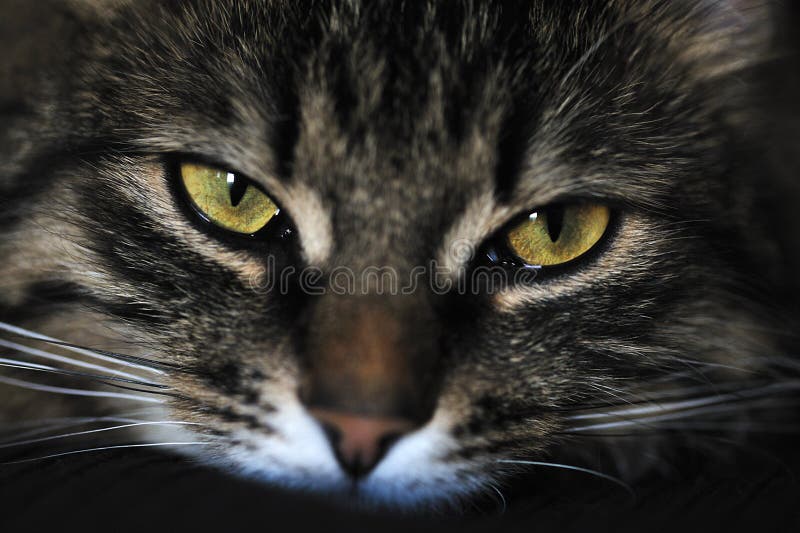 Ojos de gato imagen de archivo. Imagen de piel, felino - 23309137