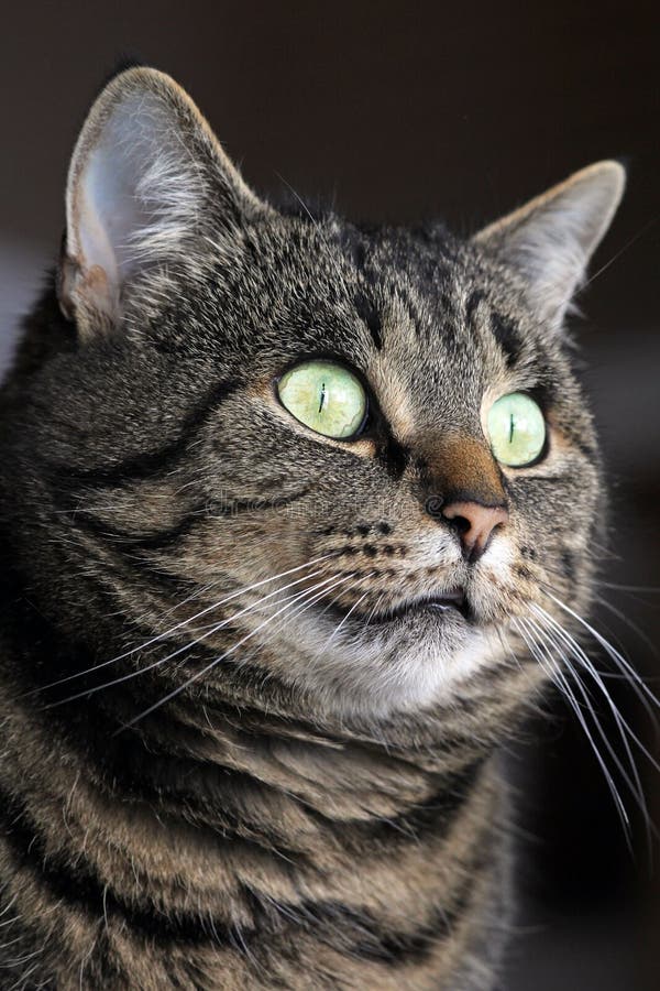 Ojos de gatos grandes imagen de archivo. Imagen de modelo - 28711105