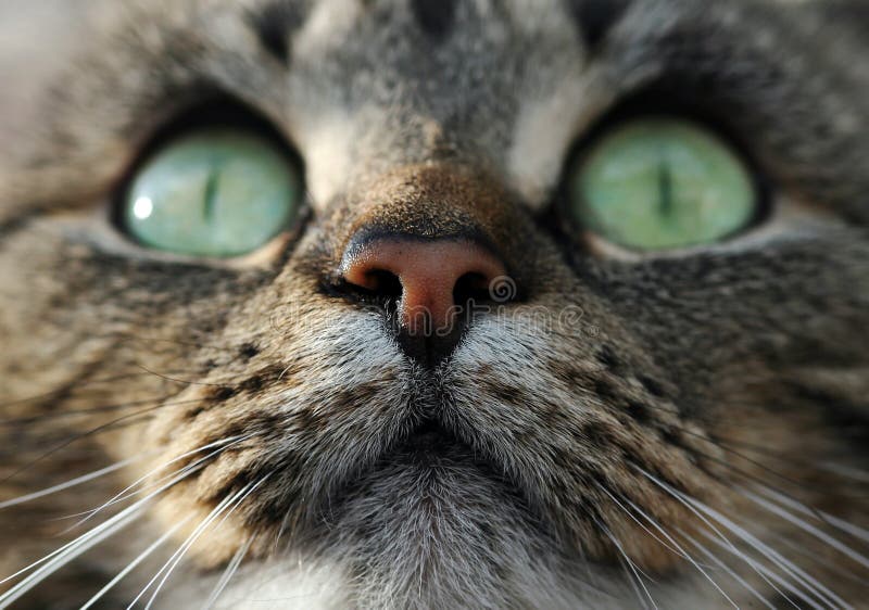 Ojos de gatos grandes foto de archivo. Imagen de curiosamente - 31082242