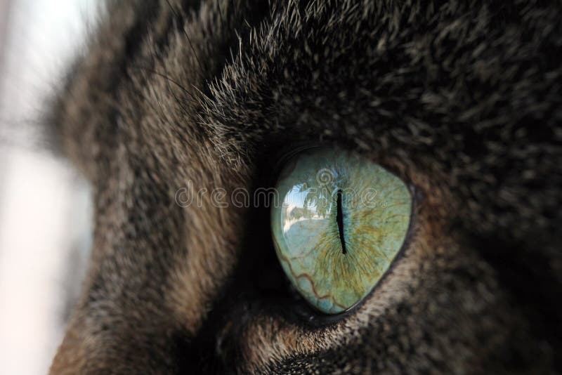 Ojos de gatos grandes foto de archivo. Imagen de ojos - 35703854