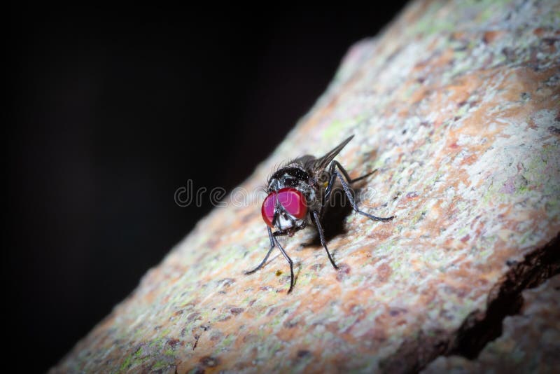 Insecto Volar Ojos Rojos En Hoja Macro Disparo Foto de archivo - Imagen ...