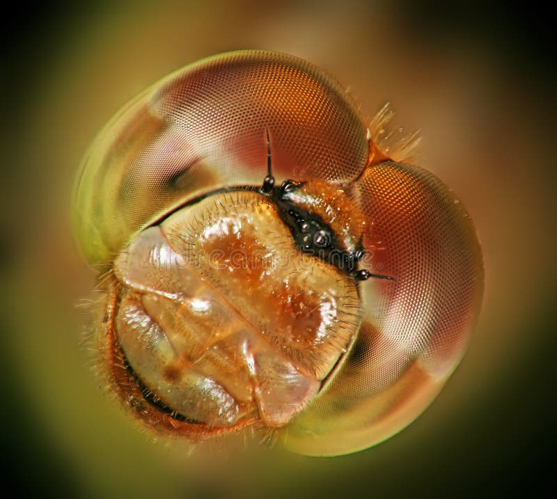 Ojos de la libélula. imagen de archivo. Imagen de mirando - 25052815