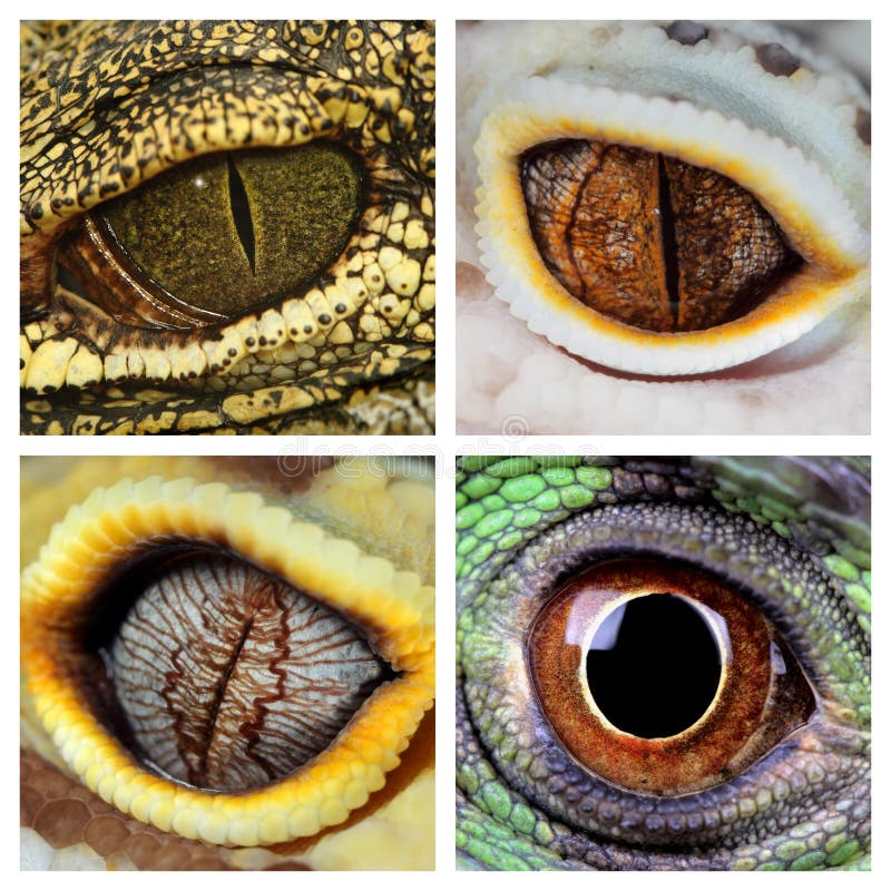 Collage Con Los Reptiles Y Los Anfibios Imagen de archivo - Imagen de ...