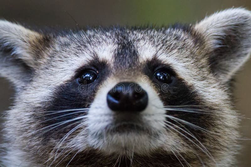 Mapache (lotor Del Procyon) Foto de archivo - Imagen de insensible ...