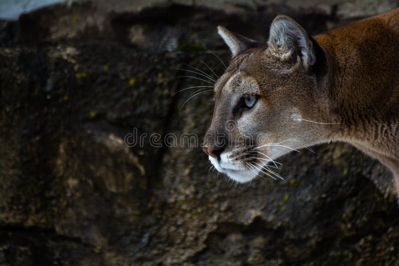 Ojos del puma foto de archivo. Imagen de caza, oscuro - 38996336