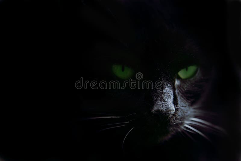 Ojos en la obscuridad imagen de archivo. Imagen de verde - 10905273