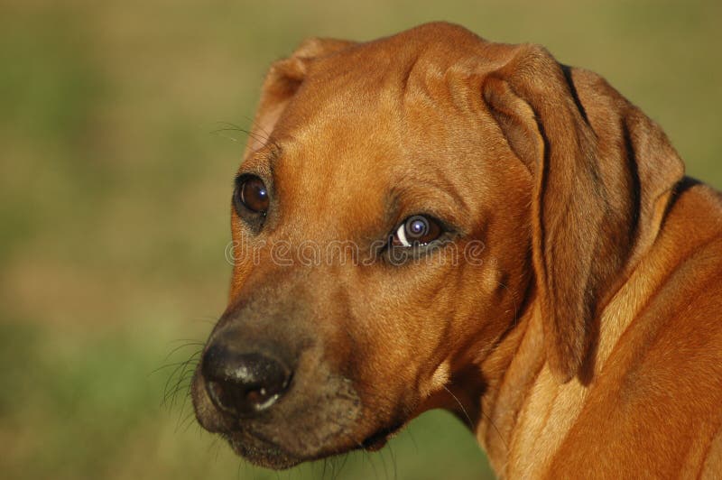 Ojos fieles imagen de archivo. Imagen de animales, leal - 3237911