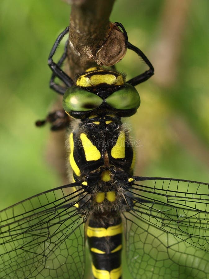 4,013 Un Insecto Verde Con Los Ojos Grandes Fotos de stock - Fotos ...