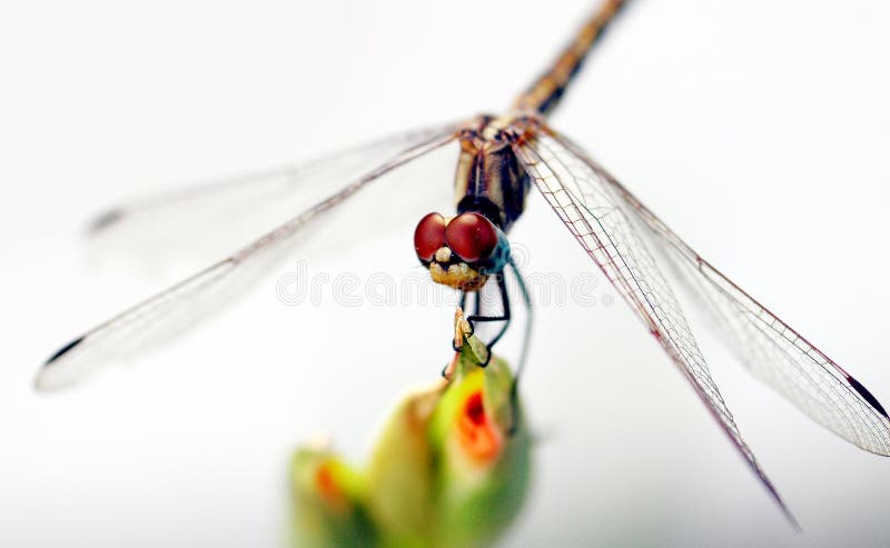 Ojos rojos foto de archivo. Imagen de insecto, rojo, macro - 60504