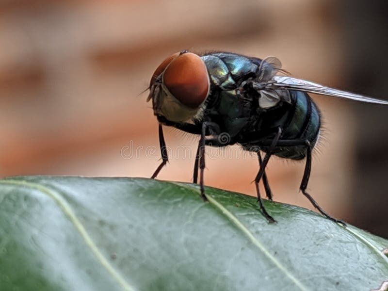 Ojos rojos de mosca grande imagen de archivo. Imagen de rojo - 202542561