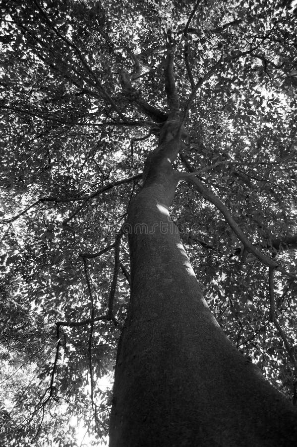 Ojushte stock image. Image of white, forest, centro, maya - 37659541