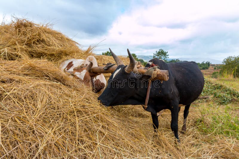 Ok av oxar fotografering för bildbyråer. Bild av fält - 41240129