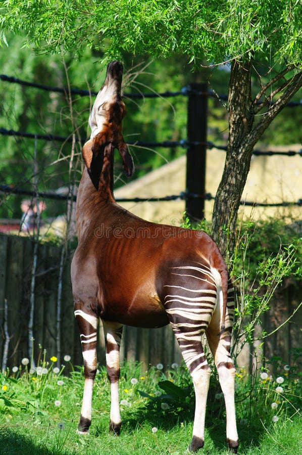 Okapi stock image. Image of cute, mammal, eating, brown - 17511839