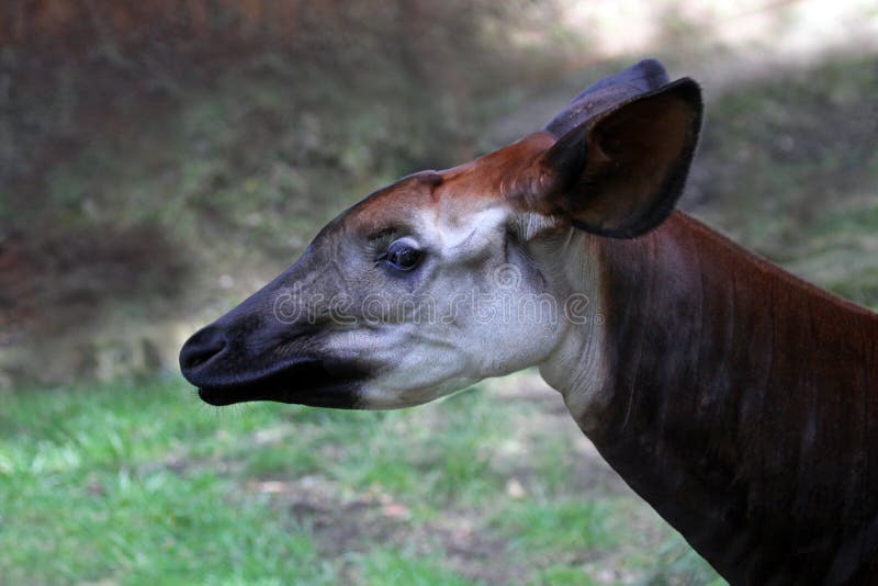 Okapi stock photo. Image of family, animals, mammal, giraffe - 20008652